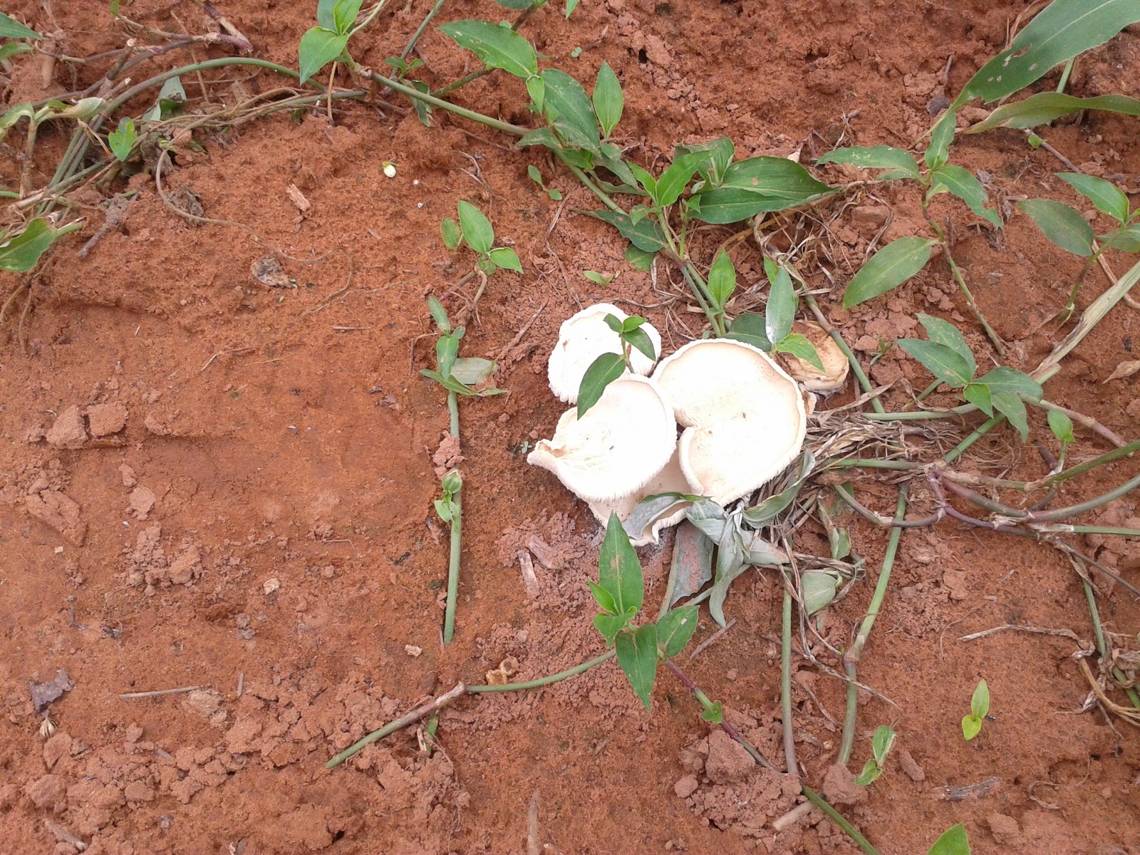 Paraguay: un milagro americano!: Locote paraguayo con calidad de ...