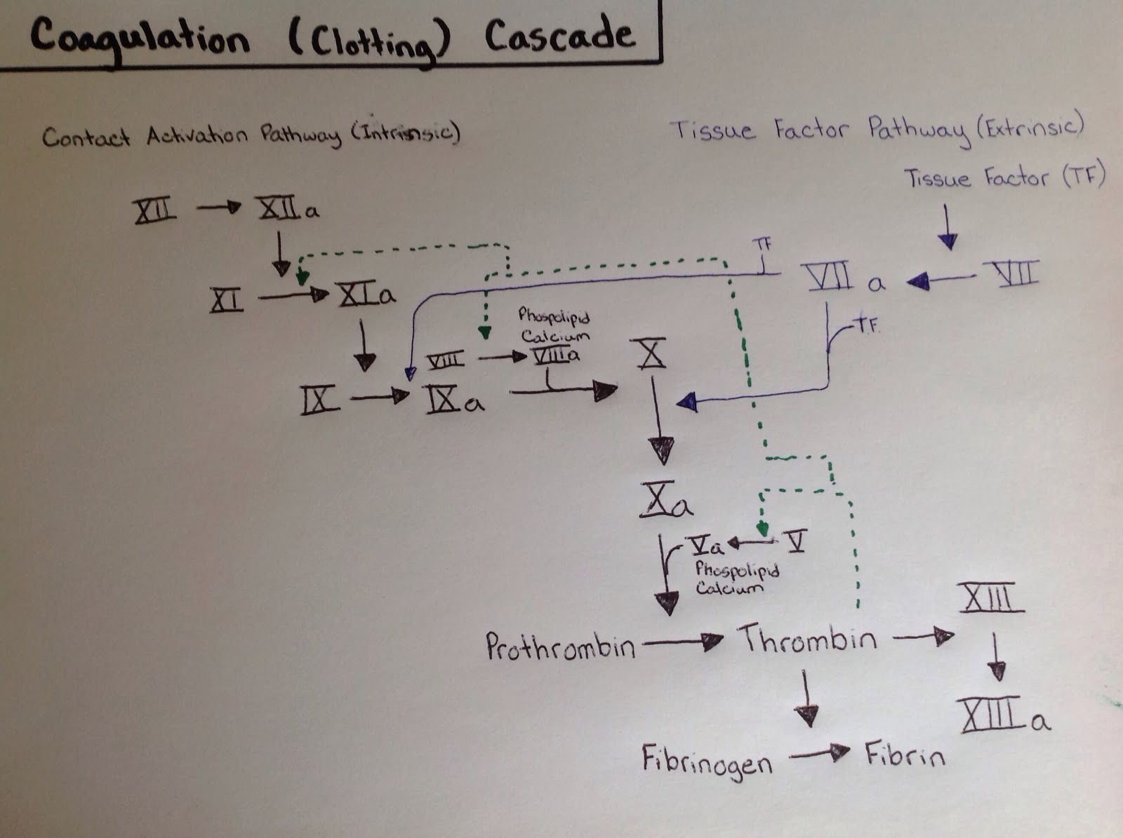 Brady's Study: Coagulation (Clotting) Cascade