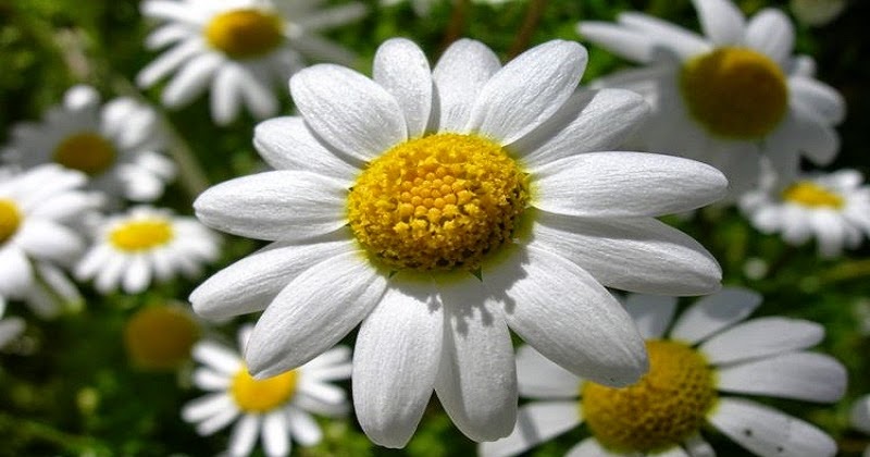 Naturaleza salvaje Blog: La manzanilla