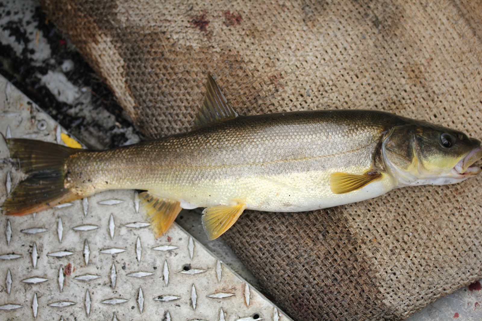 Fish Identification - Calguns.net
