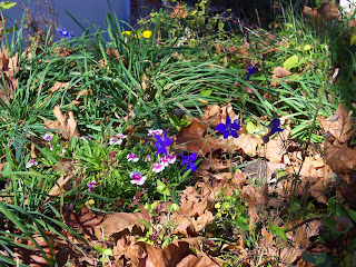 Pine View Angus Farms