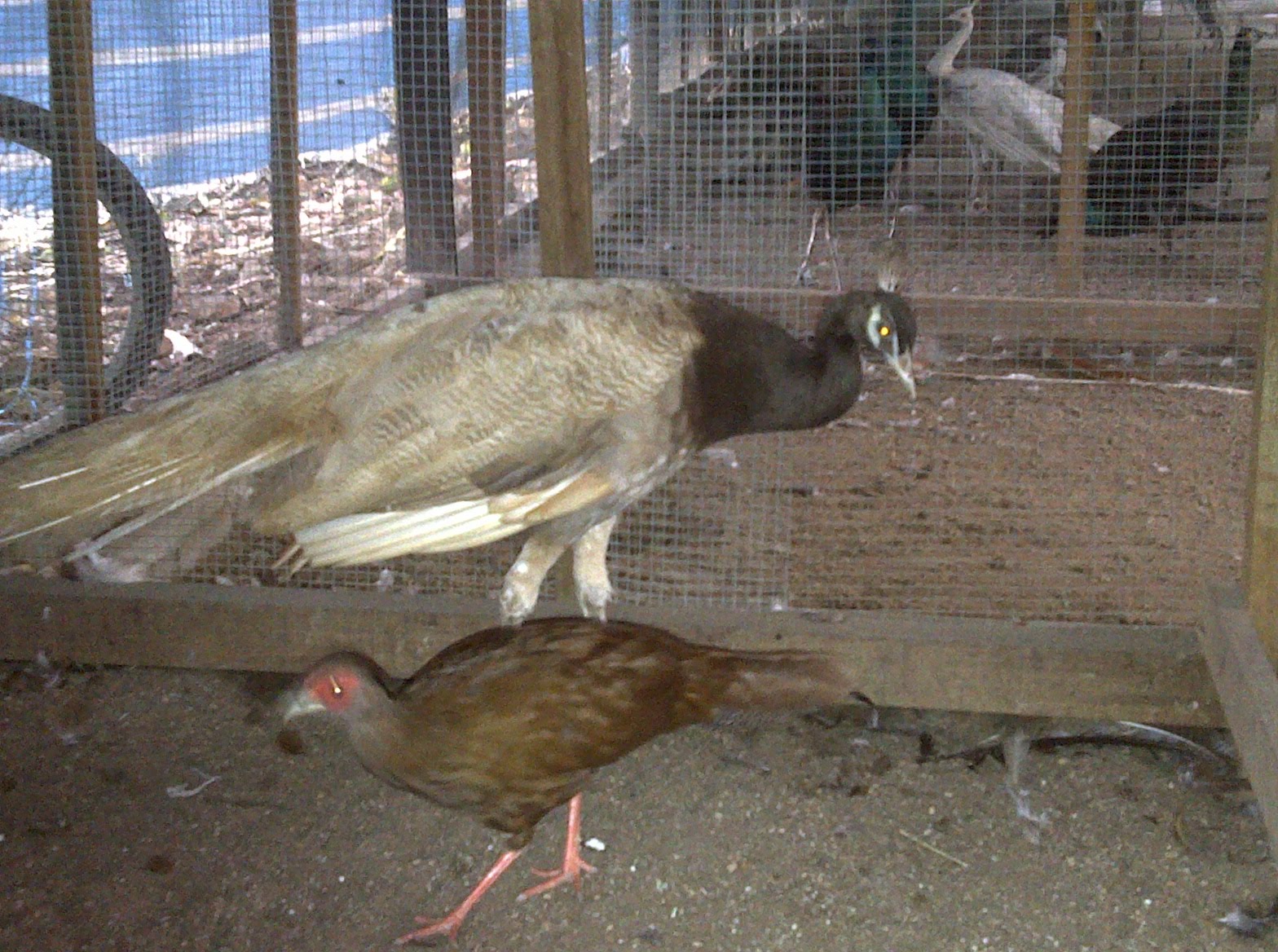 My Peacock Farm: Cameo Peafowl