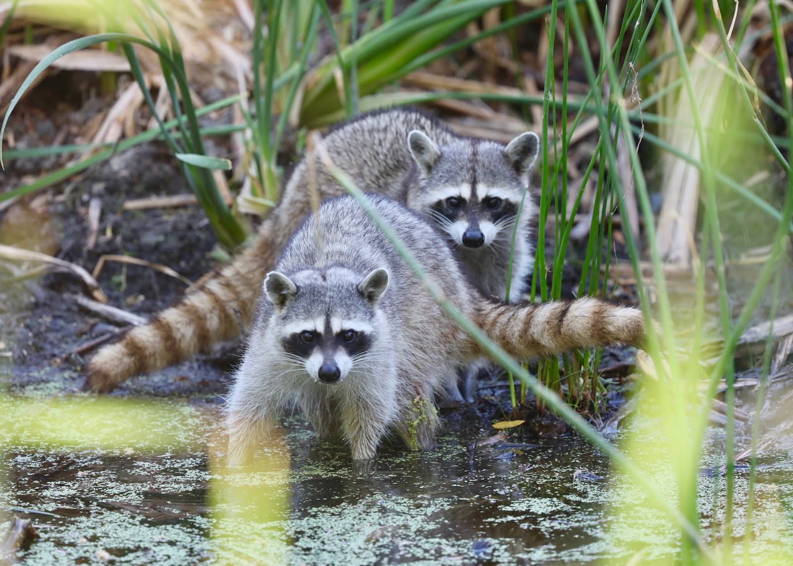 The Azure Gate: Dawn at Sweetwater Wetlands - Part I: Raccoon