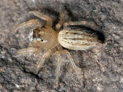 Drop Bear Growls: Spiders do not make Angel hair