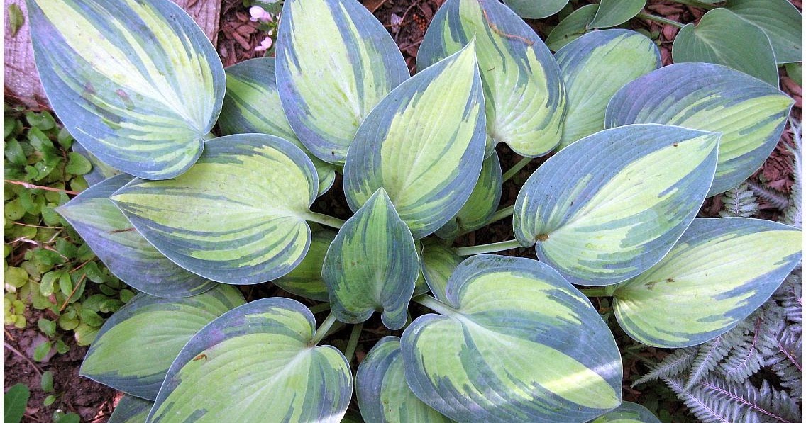 Heidi Horticulture: Collecting Hosta Seeds: The Experiment