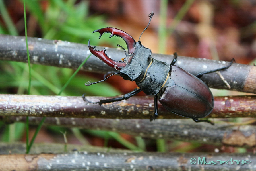 Lucane cerf-volant, le retour. | Musardage du côté de Trégunc