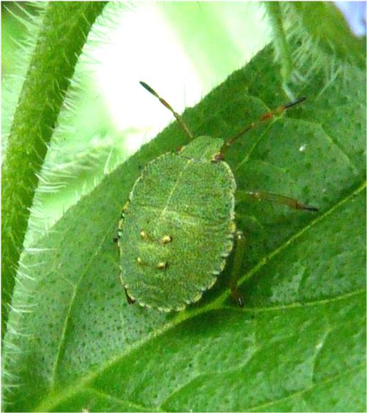 Insects of Scotland: True Bugs