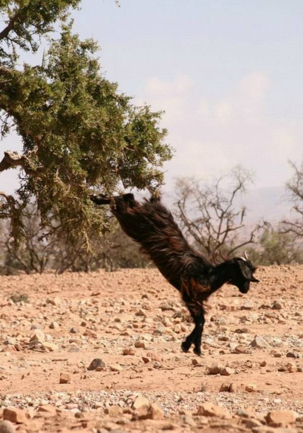 Moroccan Goats Graze on Trees