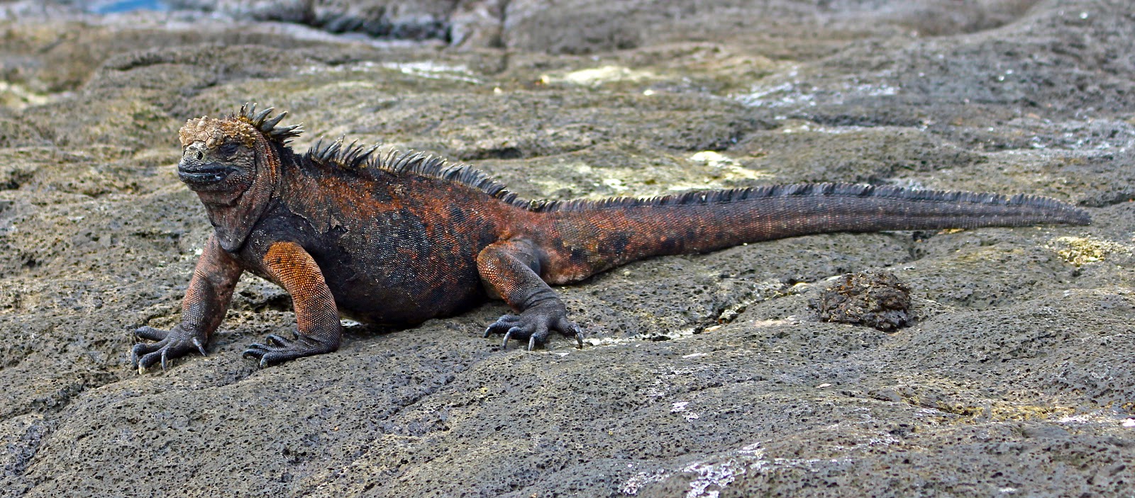 Nature Photography: Galapagos Reptiles & Turtles
