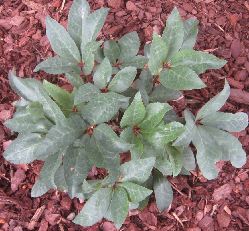 Future Plants by Randy Stewart: Helleborus