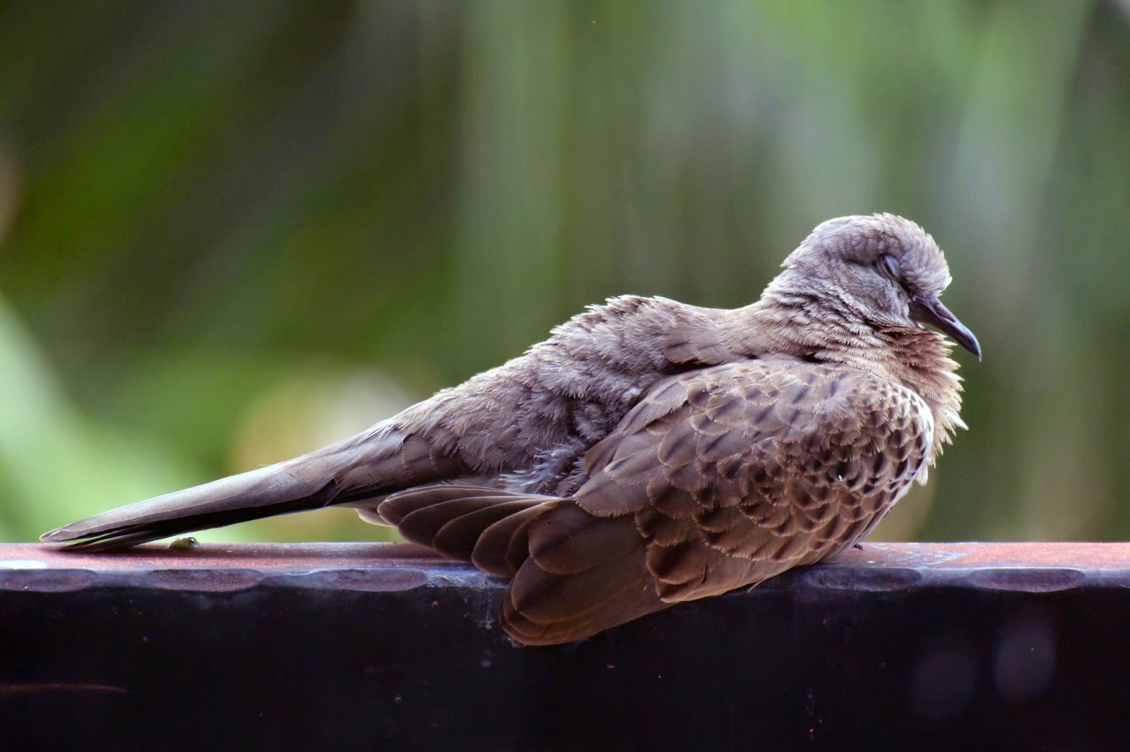 Singapore Menagerie: Spotted Dove