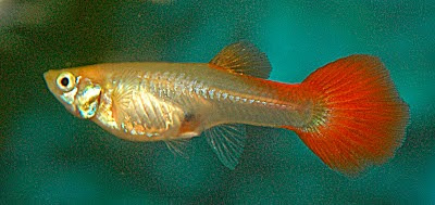 Ikan Gatul Berasal Dari Mana ? | Sekitar Kita