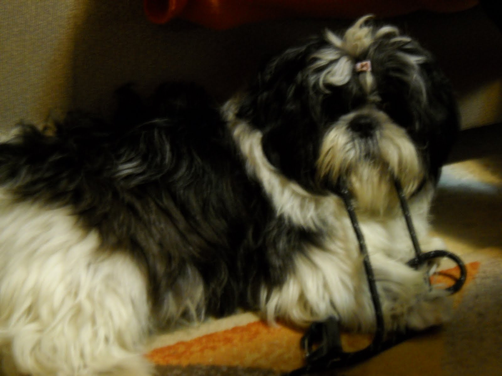 la revista de sanalika: perritos monos