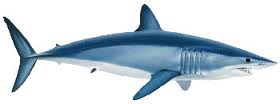Os tubarões: O Tubarão Mako (isurus oxyrinchus)
