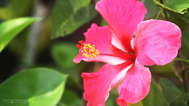 Koleksi Gambar Bunga Raya
