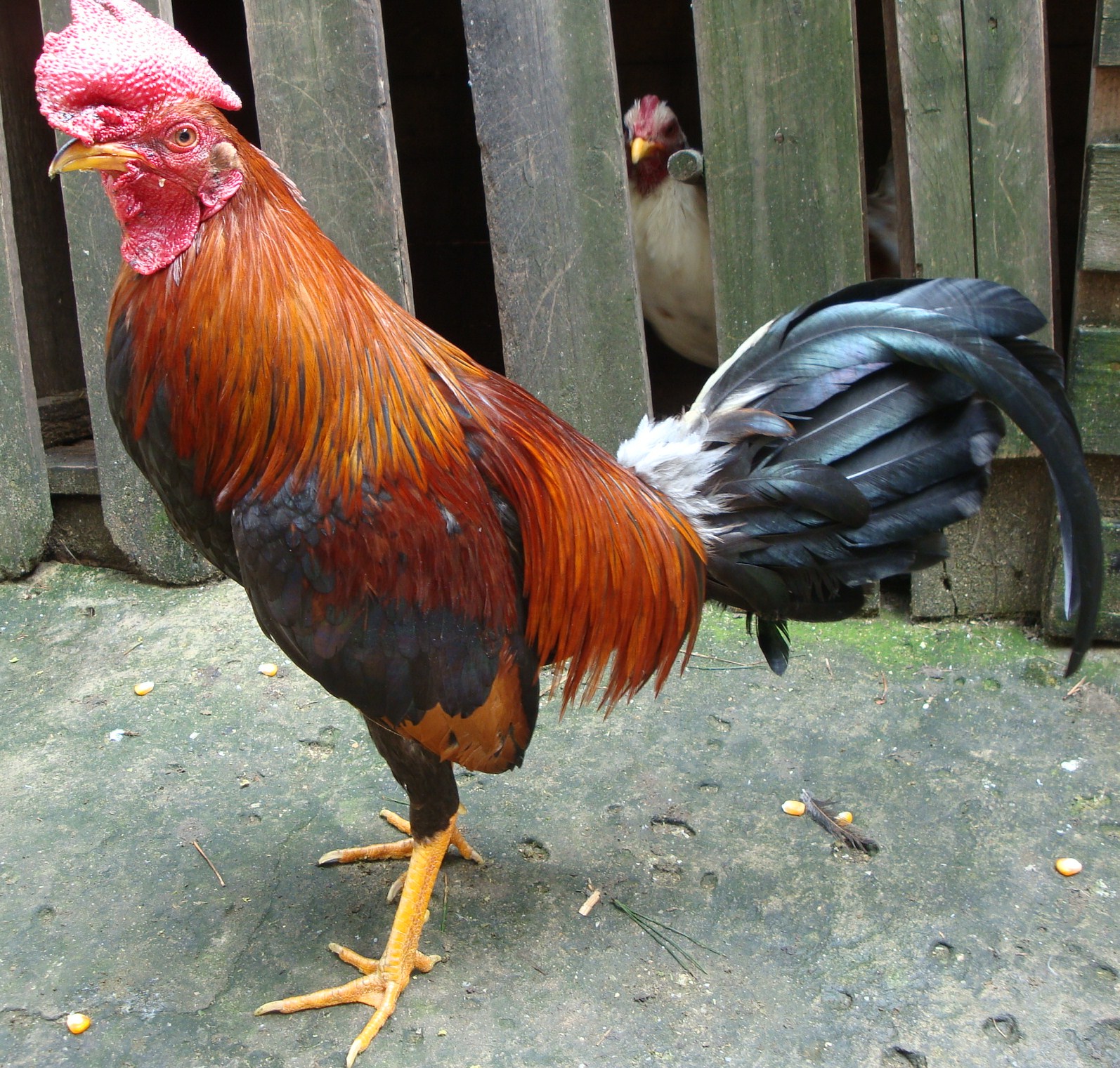Pollo colorado de 6 meses ; adquisicion del criadero los zorro