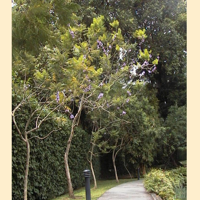 20 Pilihan Pokok-Pokok Teduhan Berbunga