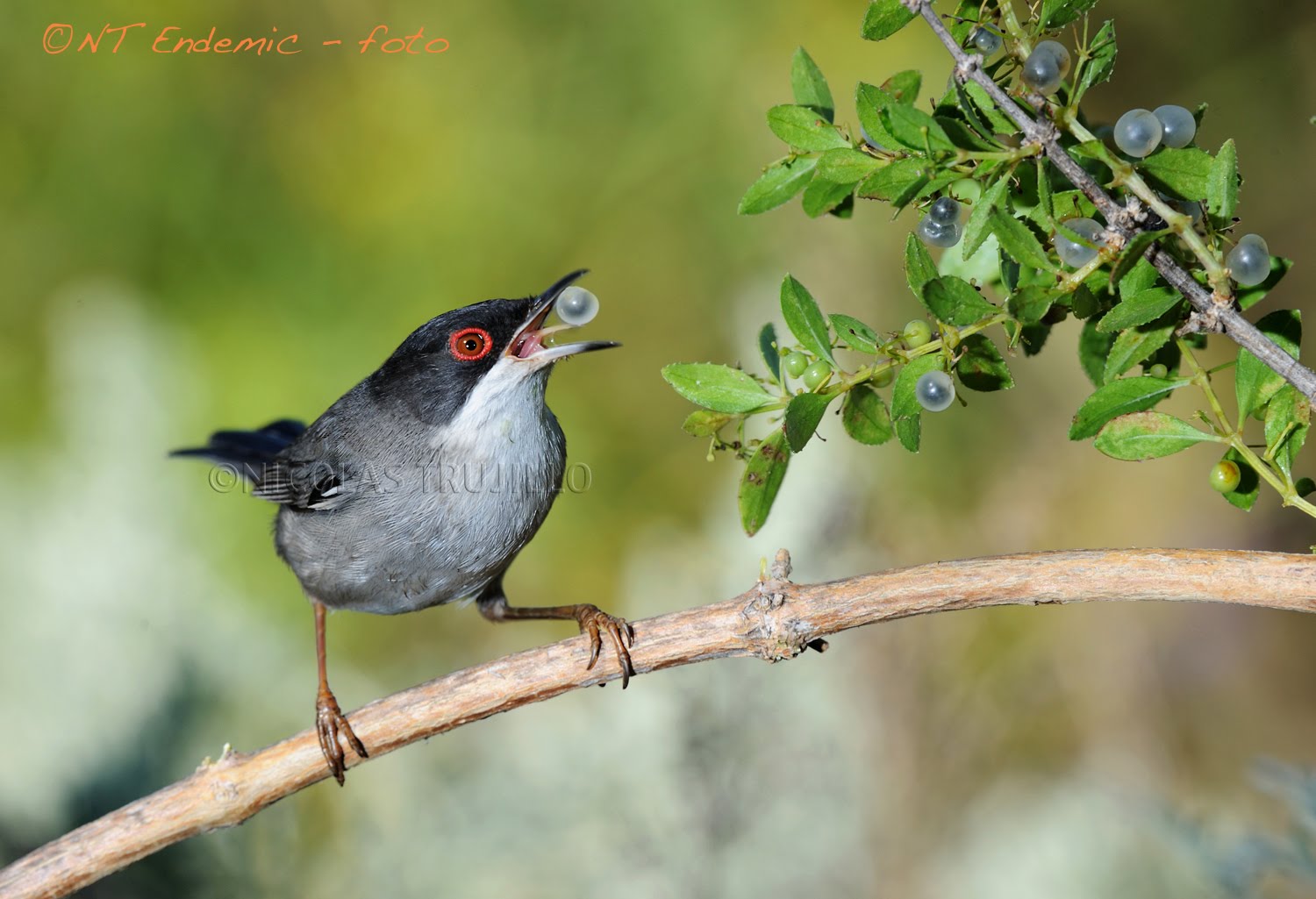 Nicolas Trujillo (Endemic-foto): EL CURRUCO NEGRO.......por fin!!!!