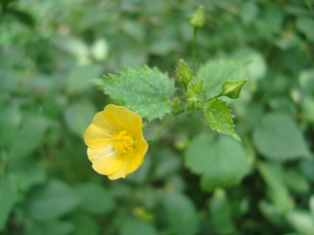 Country-mallow