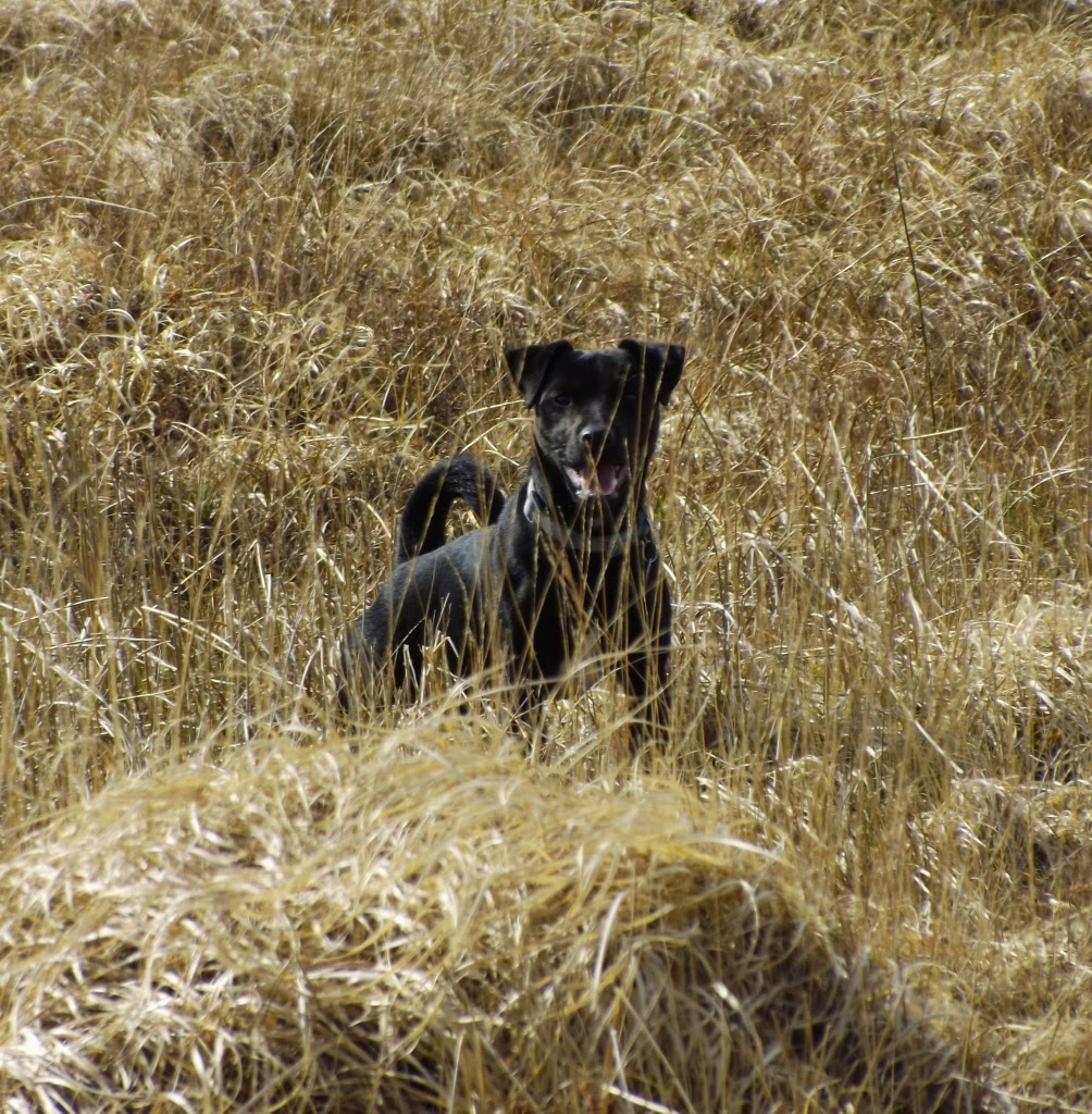 Dartmoor Ramblings: SWAILING
