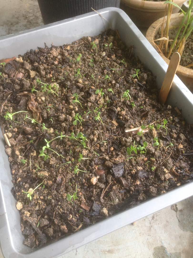 Jom Tanam Sayur ( JTS ) : Buat Batas Untuk SawiJom Tanam Sayur (JTS ...