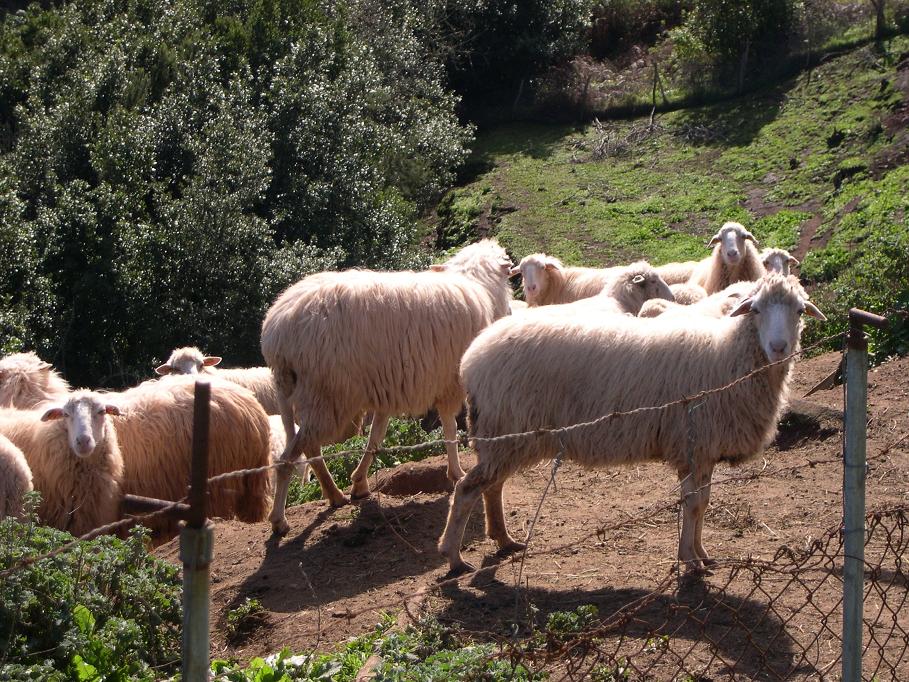 Ganadería palmera 3ºA