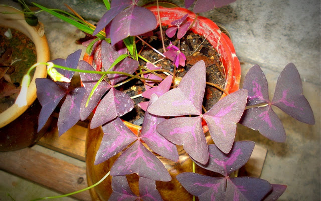 CUBA JAYA: Khasiat Pokok Daun Rerama