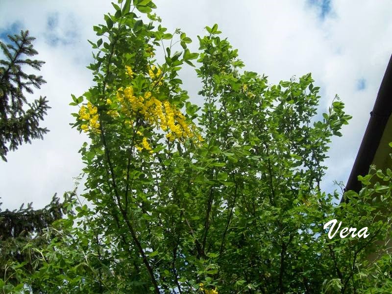 VERA:gondolataim /kézimunkáról és egyebekről/: Sárga... akkor most ...