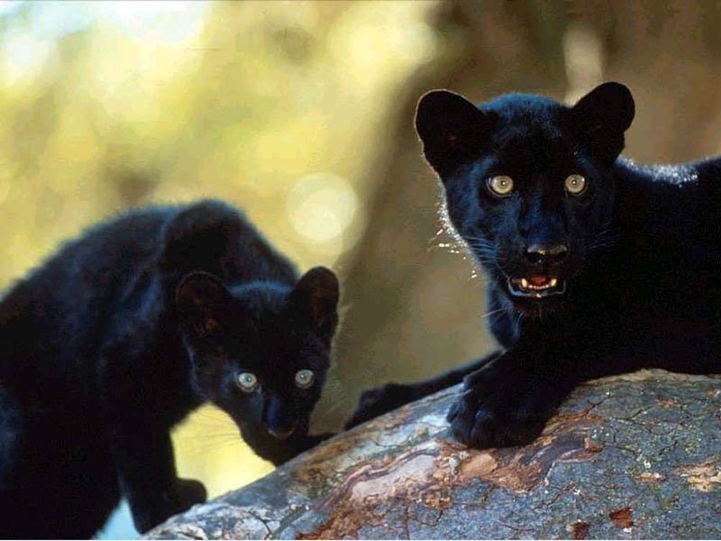Panthers | Fun Animals Wiki, Videos, Pictures, Stories
