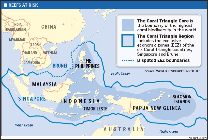 wildsingapore news: Coral Triangle reefs 'face wipe-out'