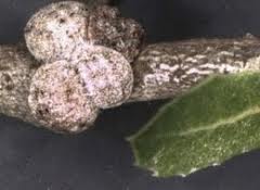 Counting the Cost: The Tola'at Shani