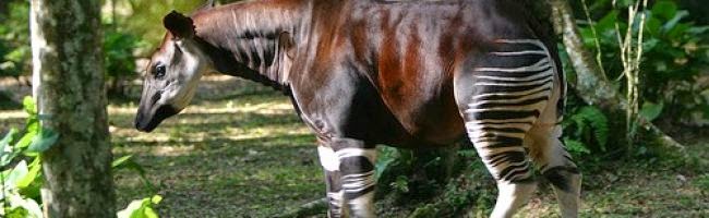 Empire of knowledge: Strangest animal world ... Okabe