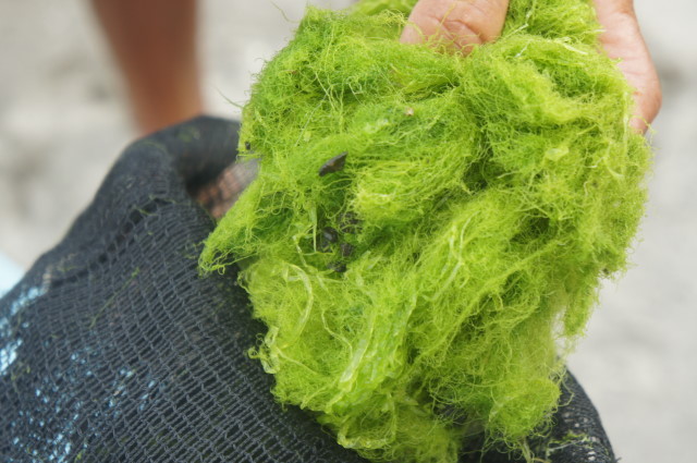 Awesome Bulusan!: Lumot from Porog: Marine algae lure for Turos, a ...
