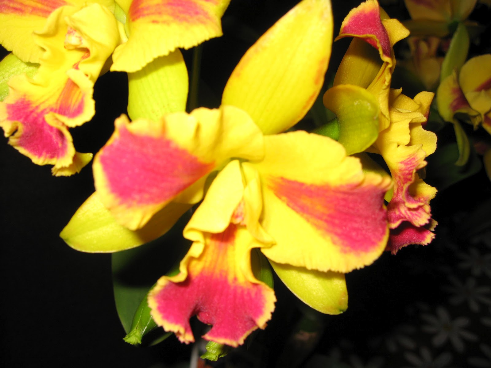 Orquídeas Blog de Angel Mar: Cattleyas en flor