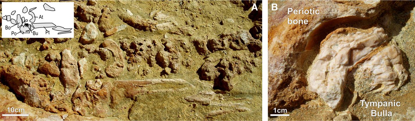 The Coastal Paleontologist: 2012 in Review: Advances in Marine Mammal ...