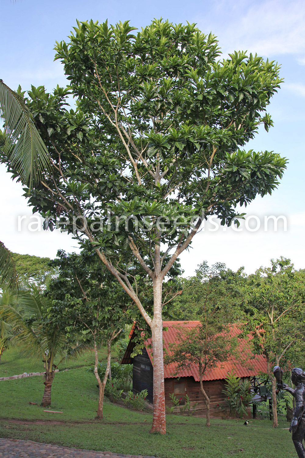 Jenipapo (Genipa americana) | Green Nature Brazil