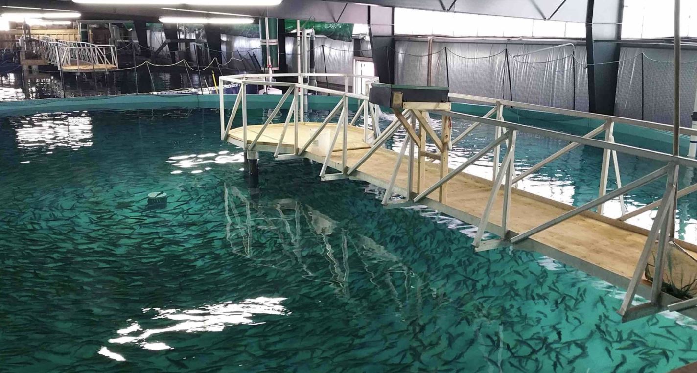 Fish Farming Of The Future |MyRokan