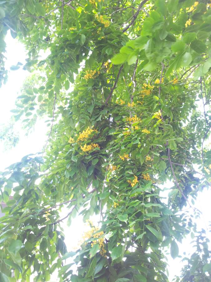 Kasehku HidupKu: Cerita Pokok Sena