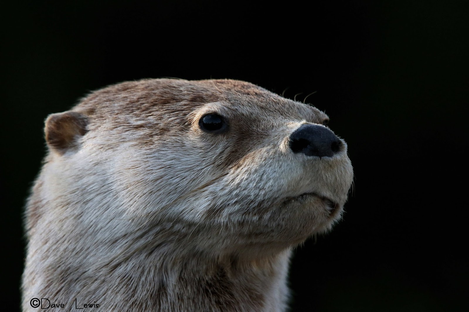 Birds from Behind : Hunting the Wiley Wild Otter...