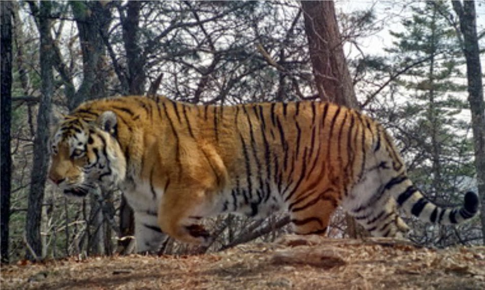 JAGAT KUCING: PANTHERA TIGRIS - HARIMAU
