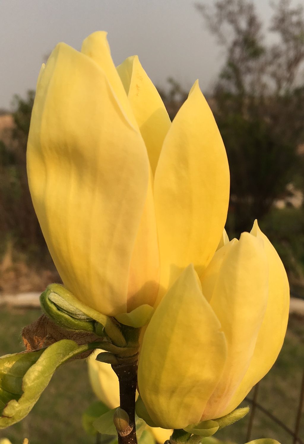 Garden Musings: Yellow Bird Grows