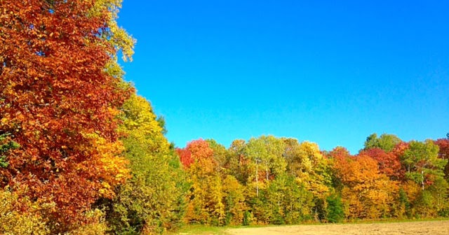 Growth and Gratitude: Why Fall is My New Years