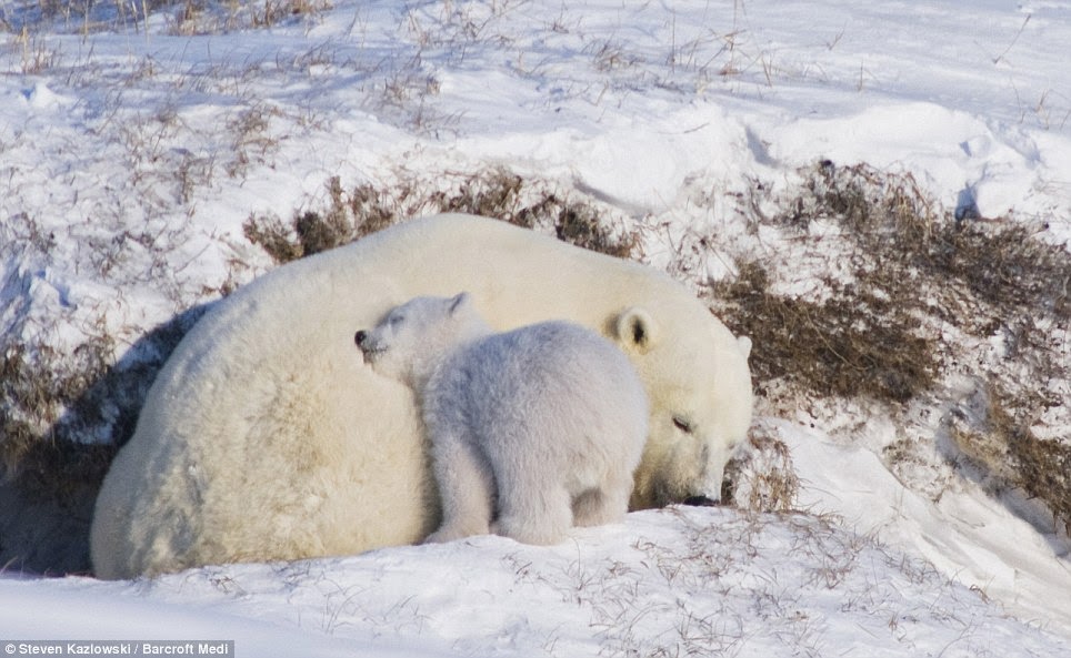 White Wolf : Mother takes her fluffy polar cubs outdoors for the very ...