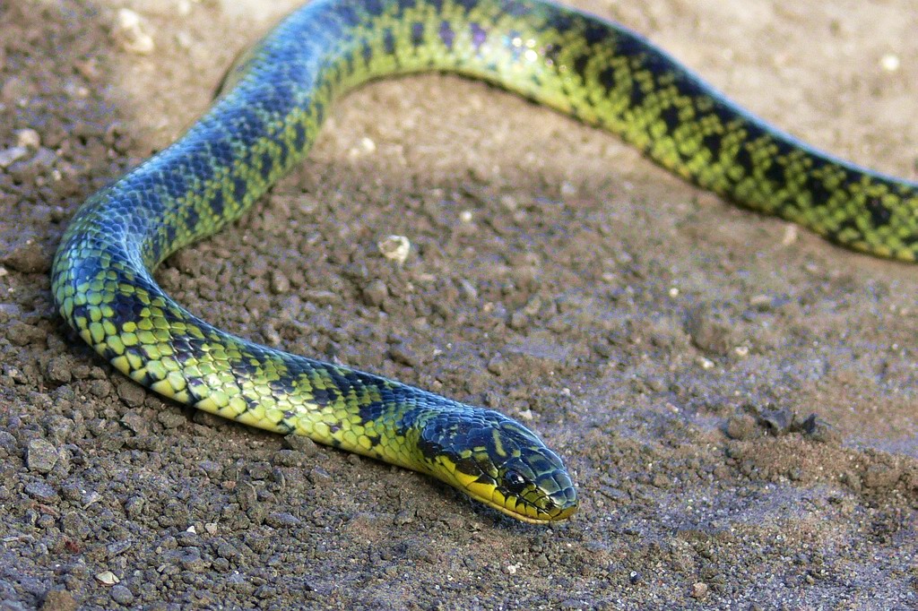 Uruguay y sus curiosidades-Uruguay and its curiosities: CULEBRA DE ...