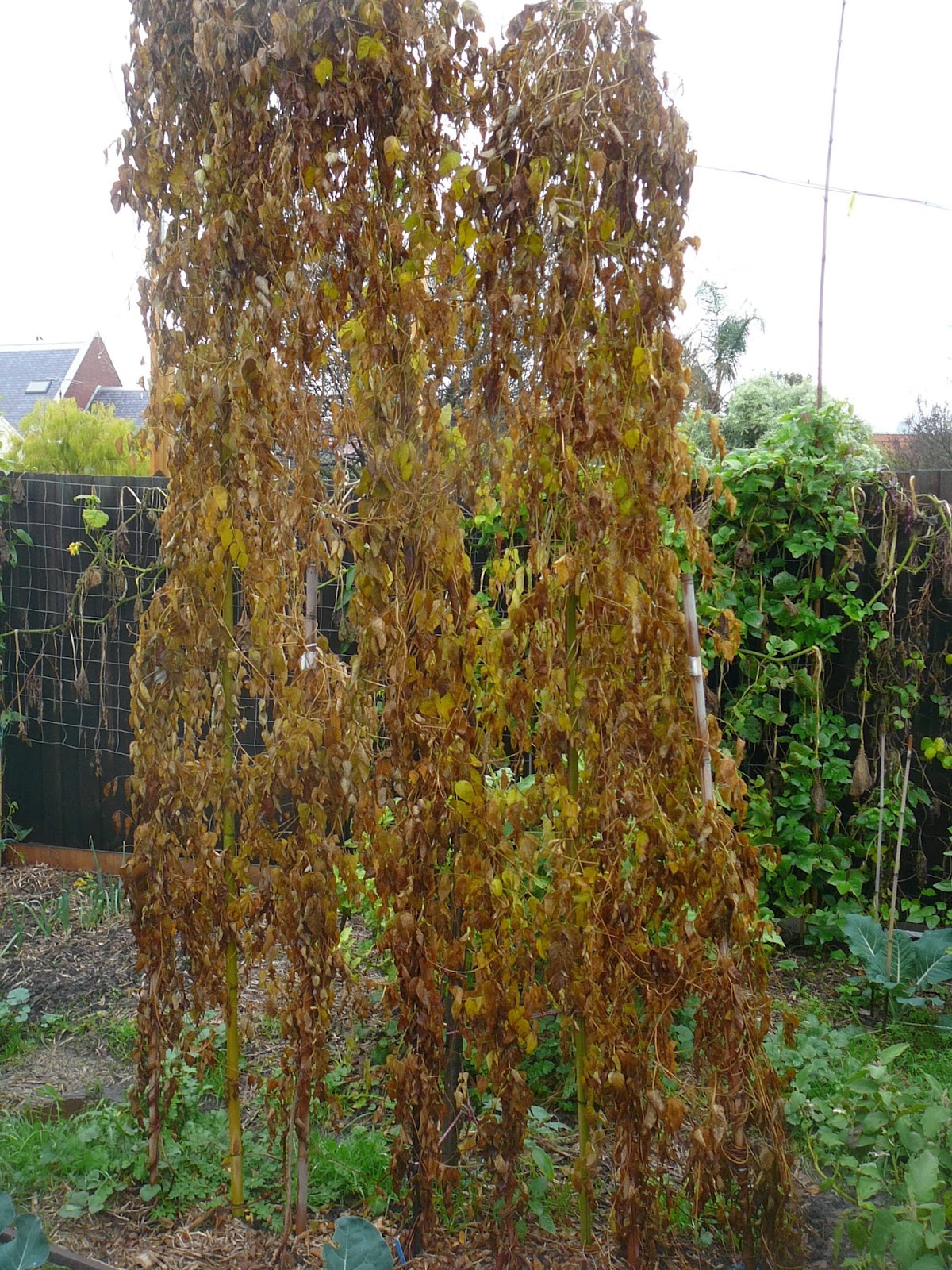 People, Plants, Landscapes: American Ground Nut or Hopniss