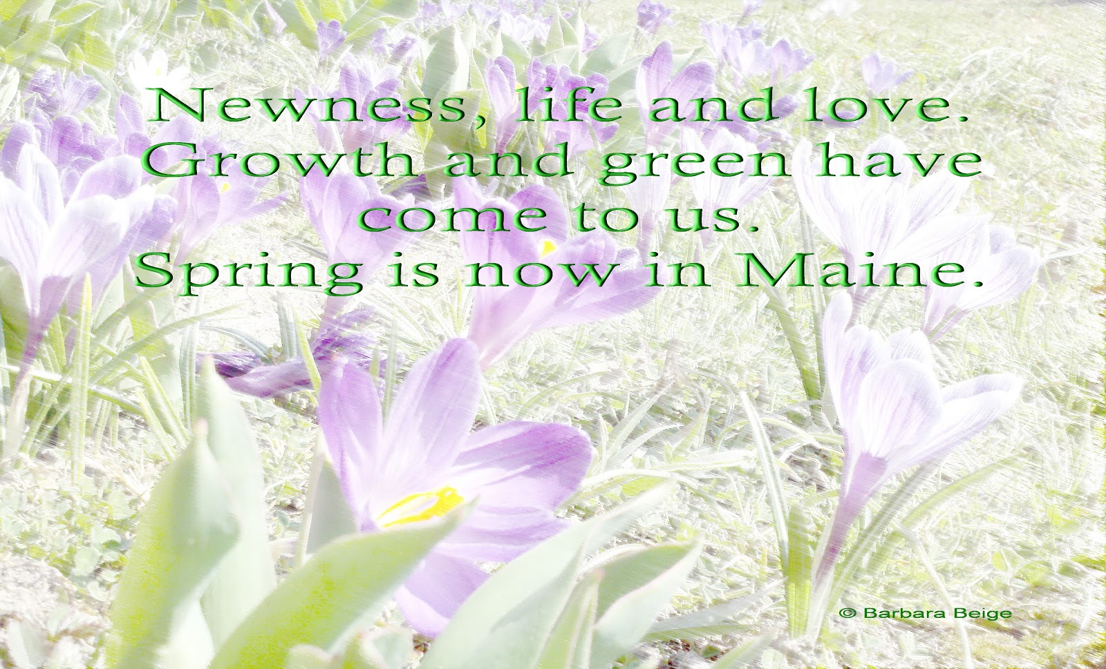 Anything But Beige: A Spring Haiku