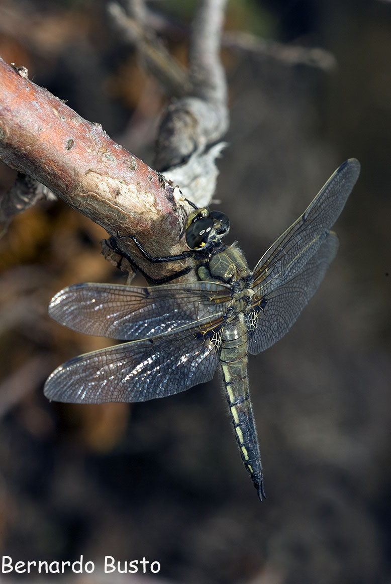 RÍA DE LA VILLA: agosto 2011
