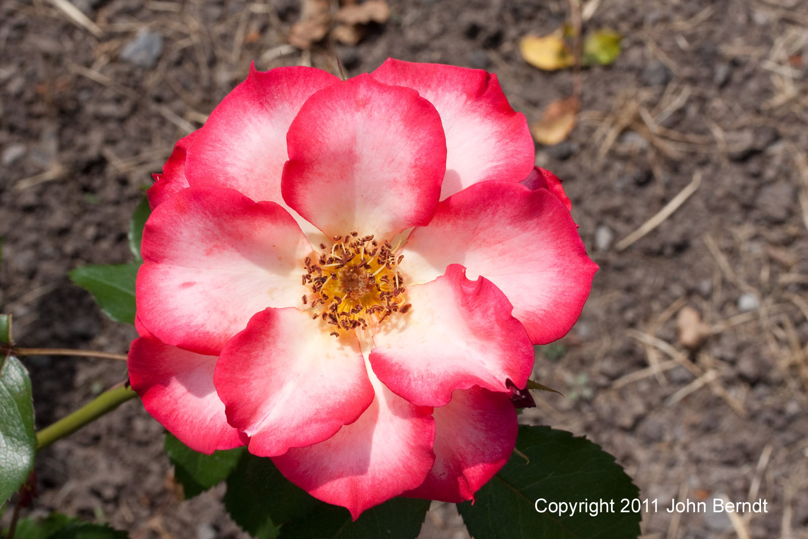 Maplewood Rose Garden Pictures