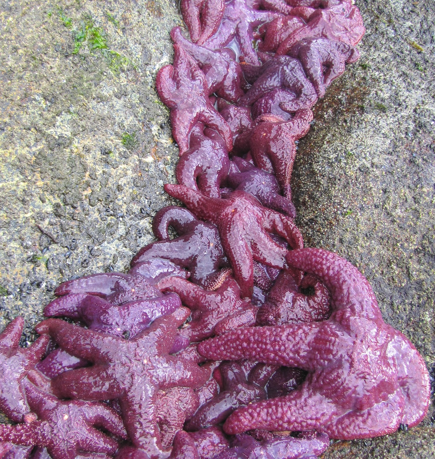 The Sea Glass Blog: West Coast Sea Glass - Jewelry Designing with ...