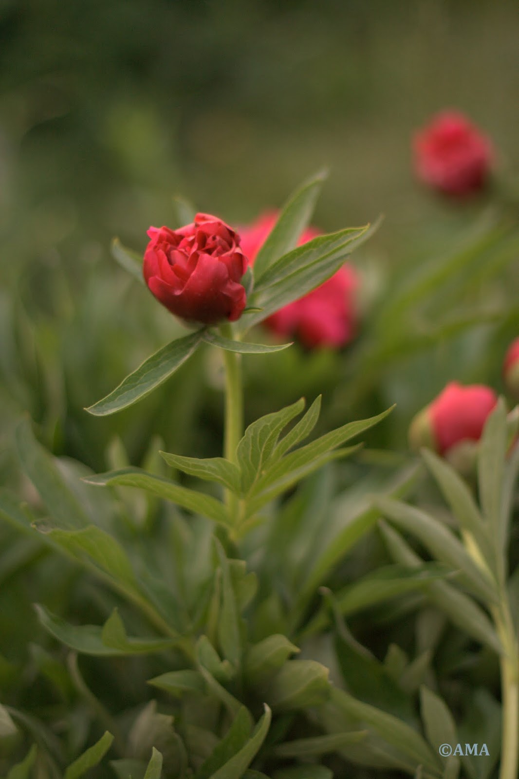 Bujorul de gradina (Paeonia officinalis) - Pastelurile Naturii